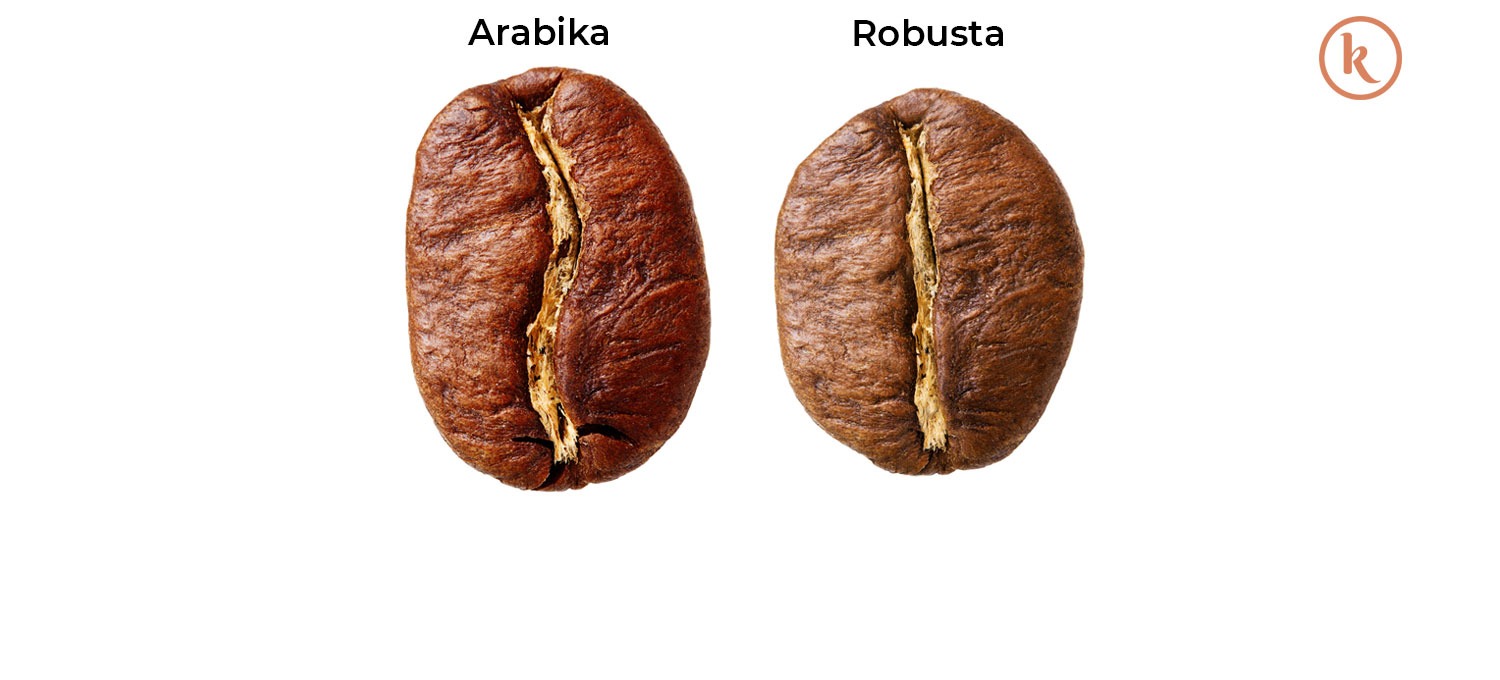Perbedaan Kopi Arabika Dan Robusta - Perumperindo.co.id